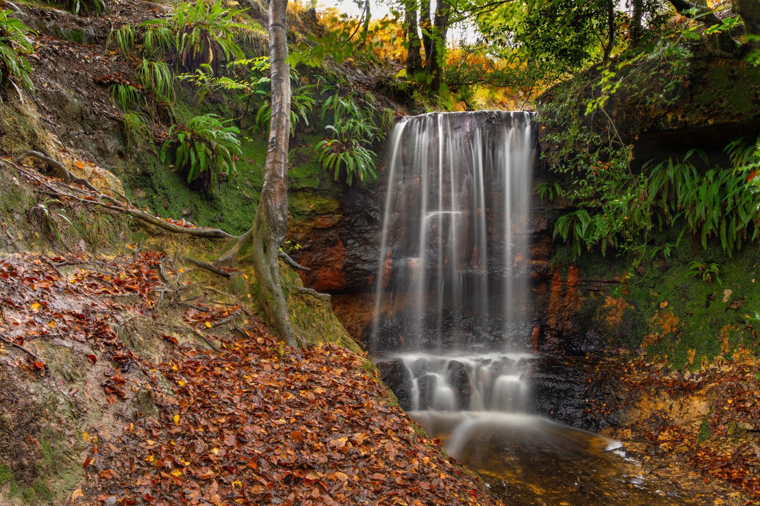 Volunteer With Us | The Conservators of Ashdown Forest